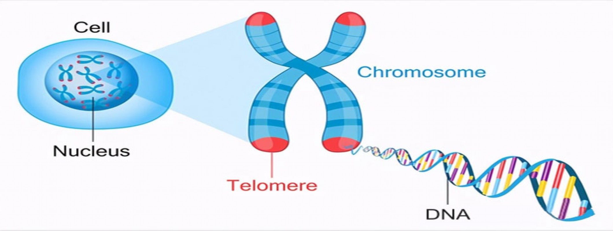 NMN has been shown to increase telomere length and telomere stability